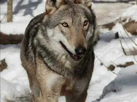 Finestra sul domani ( di Sandro Lupidi) – Pro Patria Club